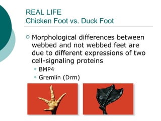 Evolutionary developmental biology | PPT