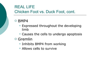 Evolutionary developmental biology | PPT