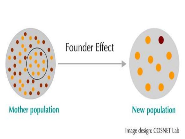 Evolutionary forces | PPTX | Genetics | Science