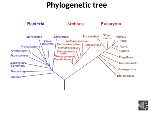Evolutionary Genetics 1 2022.ppsx ppt pdf | PPT