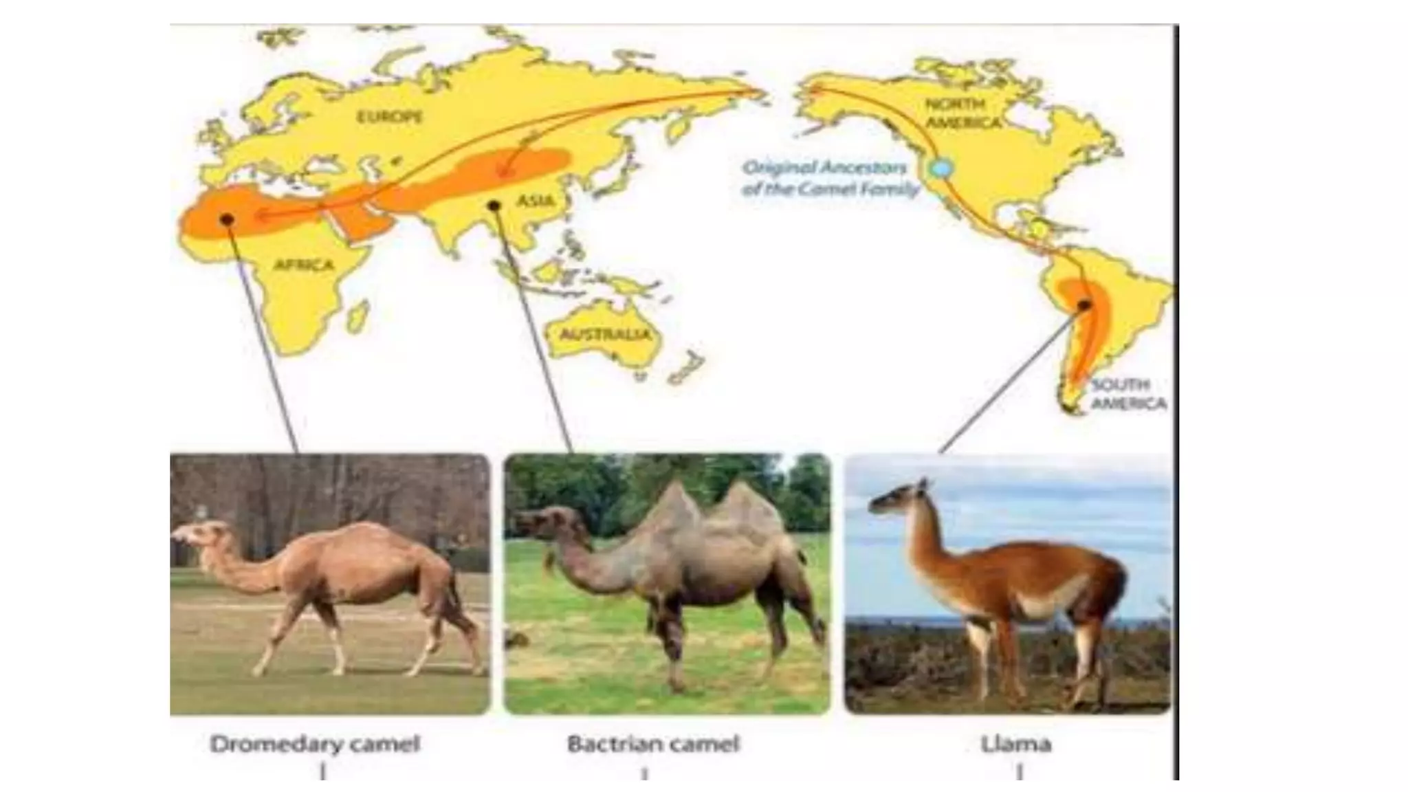 Evolutionary history of camels | PPTX | Geography | Science