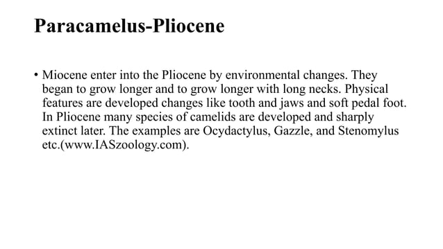 Evolutionary history of camels | PPTX | Geography | Science