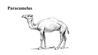 Evolutionary history of camels | PPTX | Geography | Science