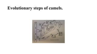 Evolutionary history of camels | PPTX