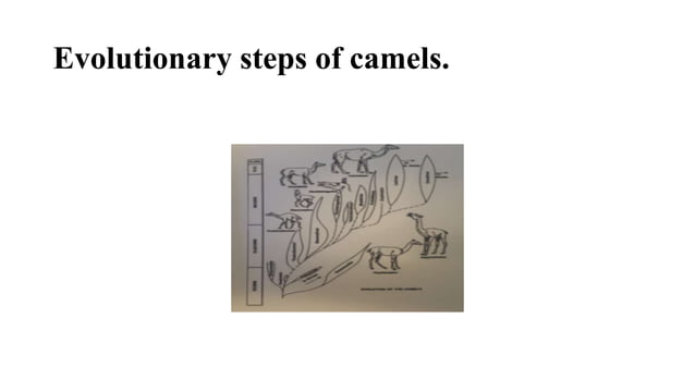 Evolutionary history of camels | PPTX | Geography | Science