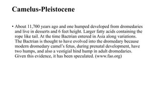 Evolutionary history of camels | PPTX | Geography | Science