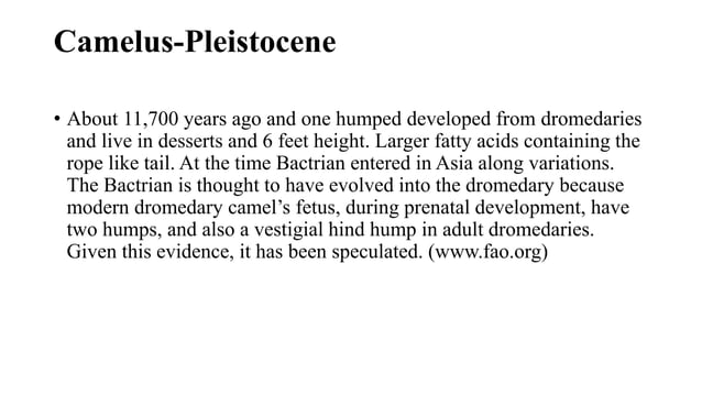 Evolutionary history of camels | PPTX | Geography | Science