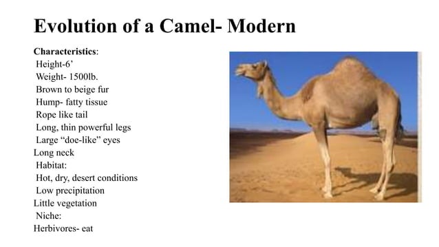 Evolutionary history of camels | PPTX | Geography | Science