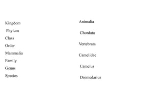 Evolutionary history of camels | PPTX