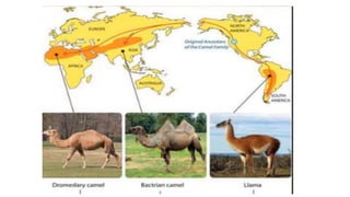 Evolutionary history of camels | PPTX | Geography | Science