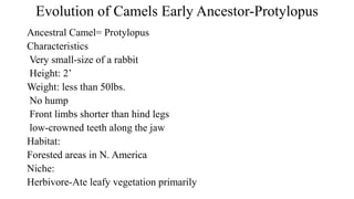 Evolutionary history of camels | PPTX | Geography | Science
