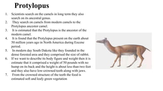 Evolutionary history of camels | PPTX