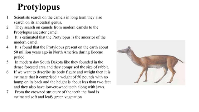 Evolutionary history of camels | PPTX | Geography | Science