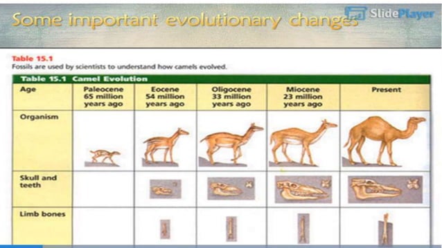 Evolutionary history of camels | PPTX | Geography | Science