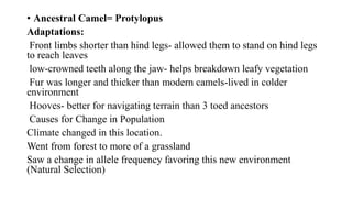 Evolutionary history of camels | PPTX | Geography | Science