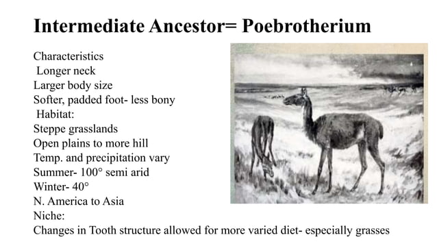 Evolutionary history of camels | PPTX | Geography | Science