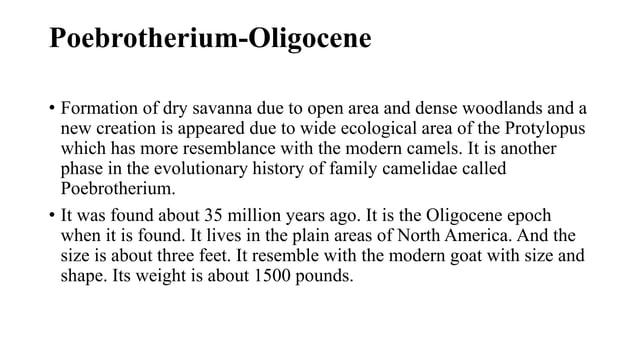 Evolutionary history of camels | PPTX | Geography | Science