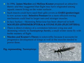 Evolutionary history of insects | PPTX