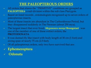 Evolutionary history of insects | PPTX