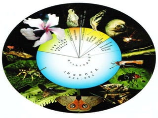 Evolutionary history of insects | PPTX