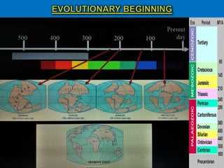 Evolutionary history of insects | PPTX