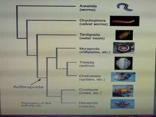 Evolutionary history of insects | PPTX