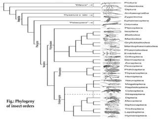 Evolutionary history of insects | PPT