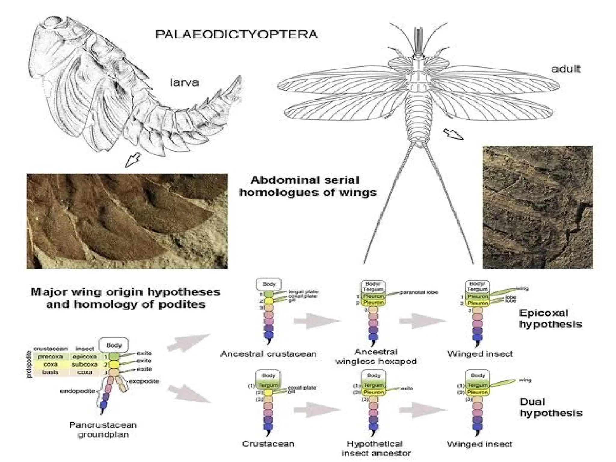 evolutionary lines of insects update.pptx