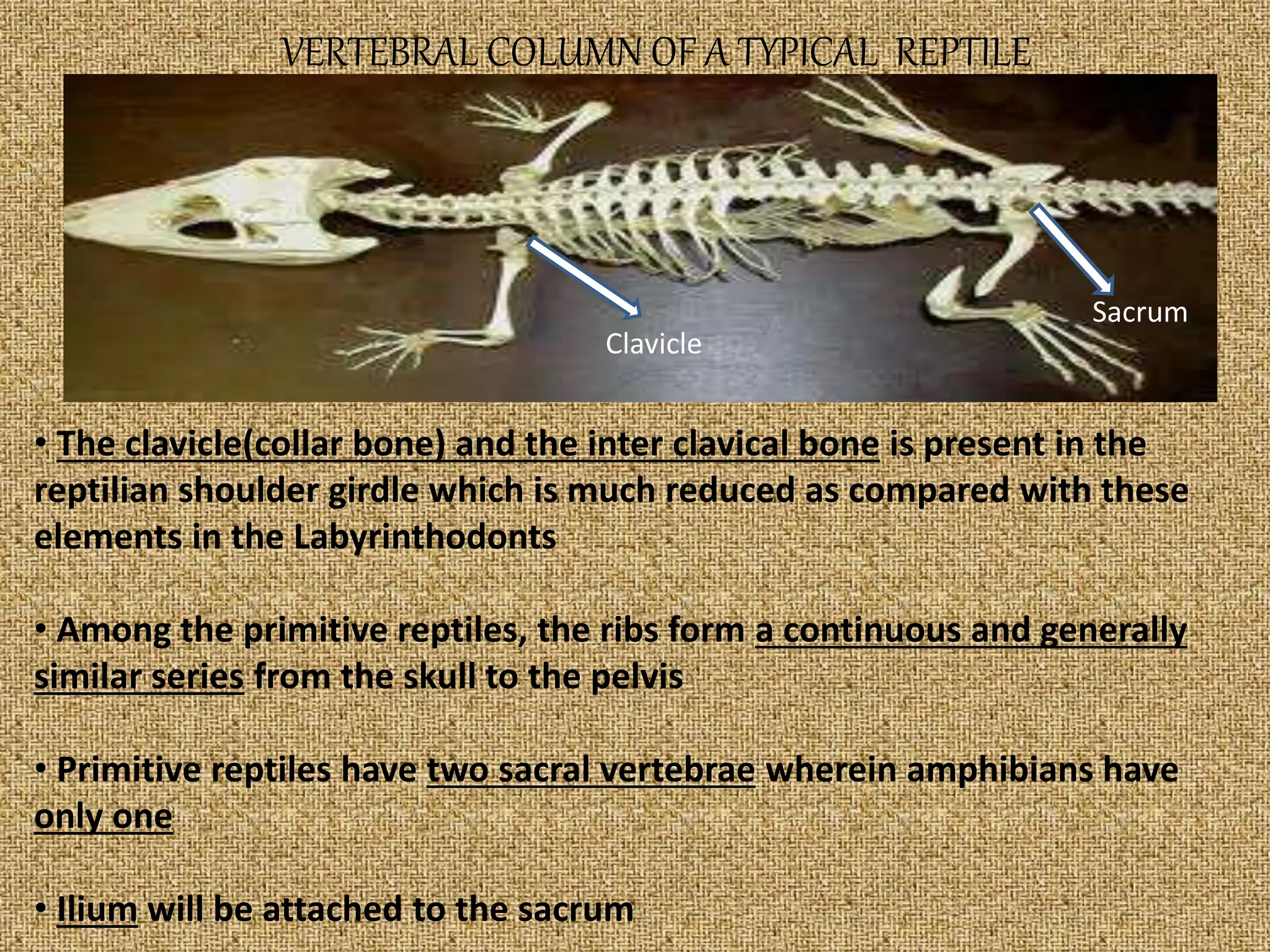 evolutionary perspective roll no 49.pptx