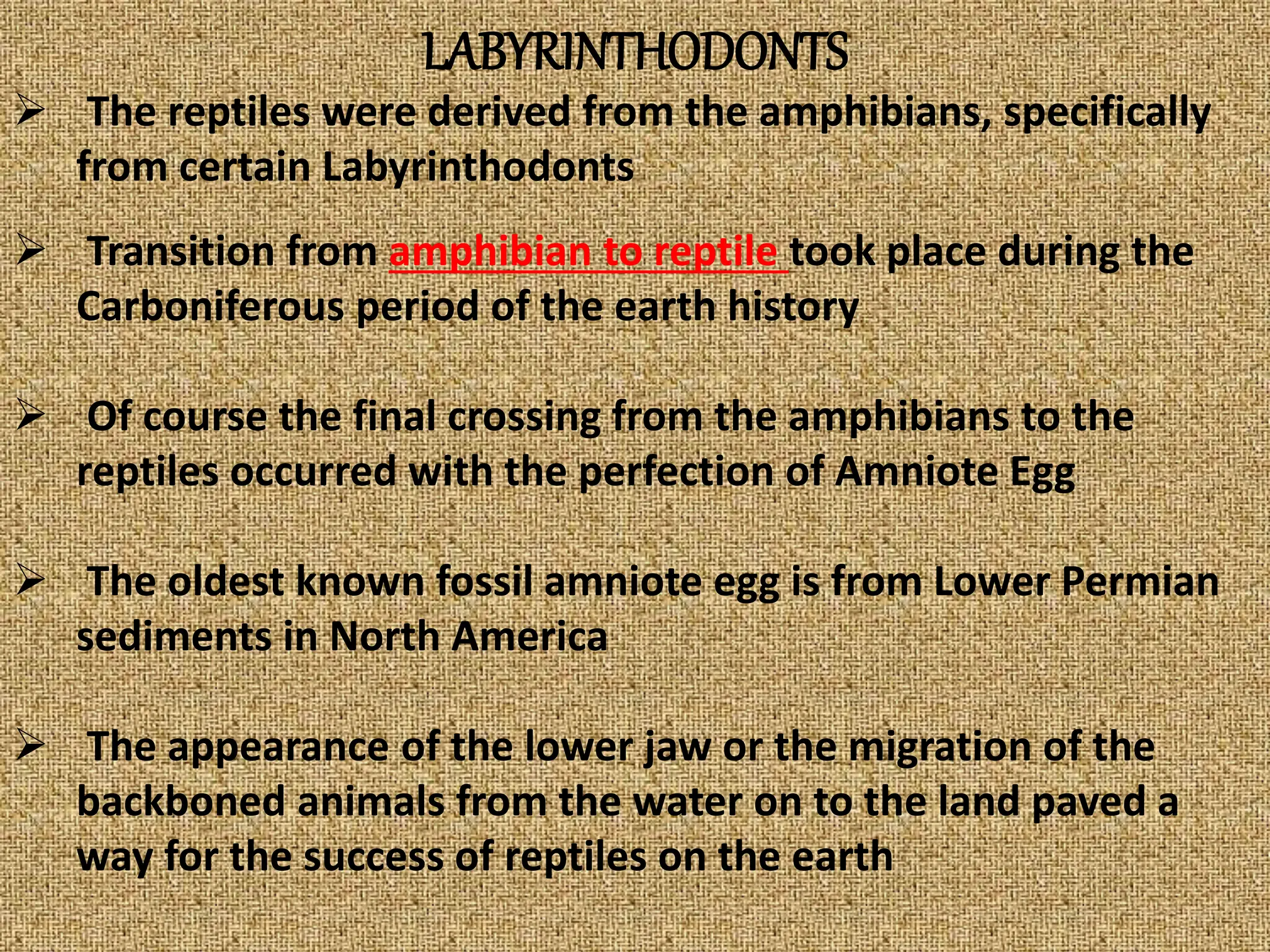 evolutionary perspective roll no 49.pptx