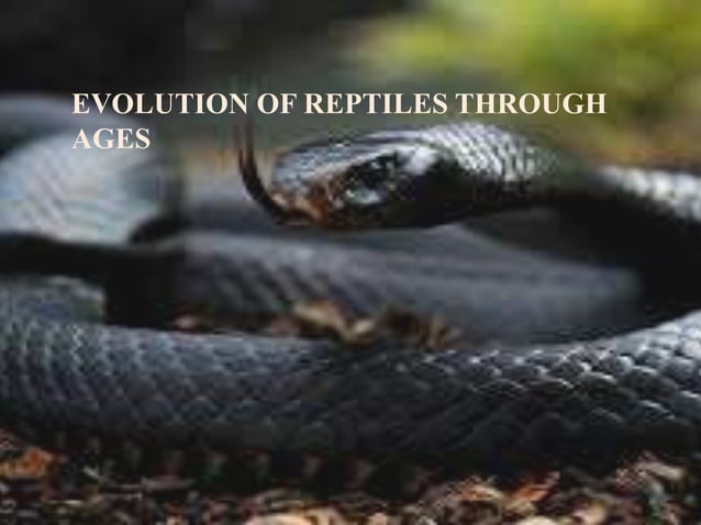 evolutionary perspective roll no 49.pptx