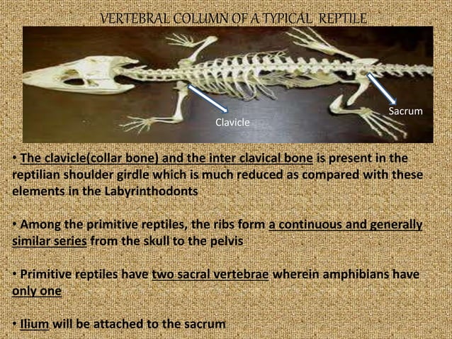 evolutionary perspective roll no 49.pptx