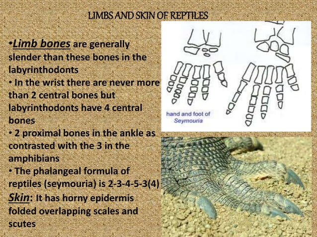 evolutionary perspective roll no 49.pptx