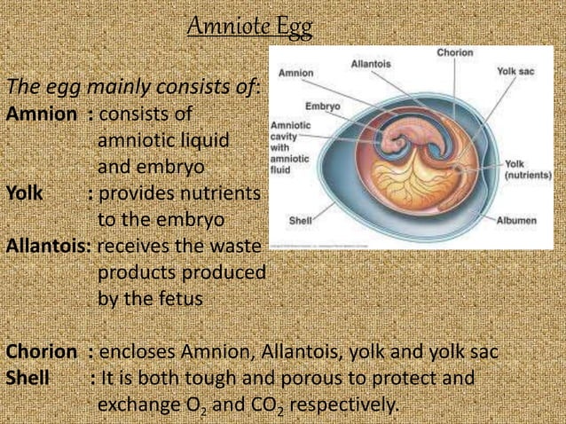 evolutionary perspective roll no 49.pptx