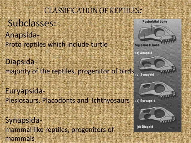 evolutionary perspective roll no 49.pptx