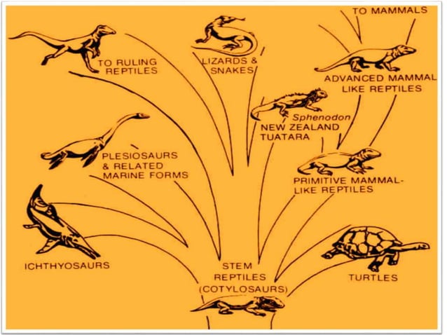 evolutionary perspective roll no 49.pptx
