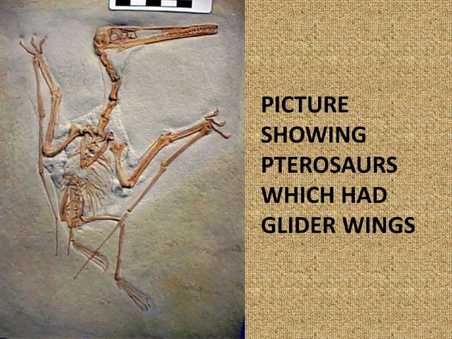 evolutionary perspective roll no 49.pptx