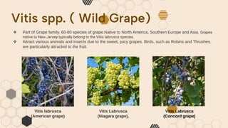 Evolutionary Physiology - Wild Grape 3.pdf