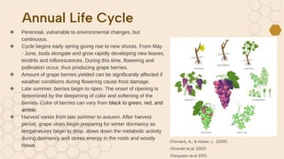 Evolutionary Physiology - Wild Grape 3.pdf