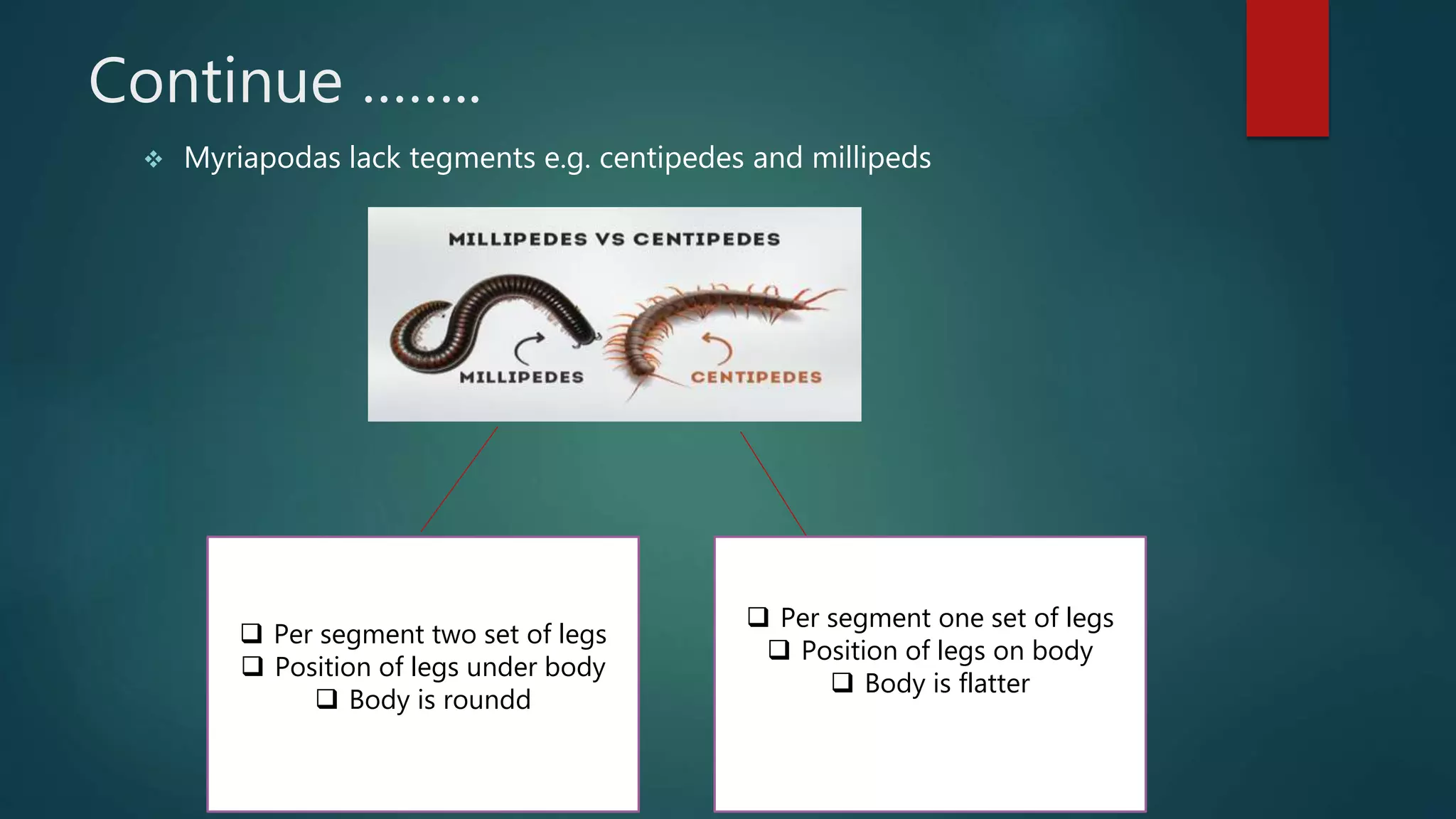 Evolutionary relationship of phylum Arthropda and class insecta | PPT