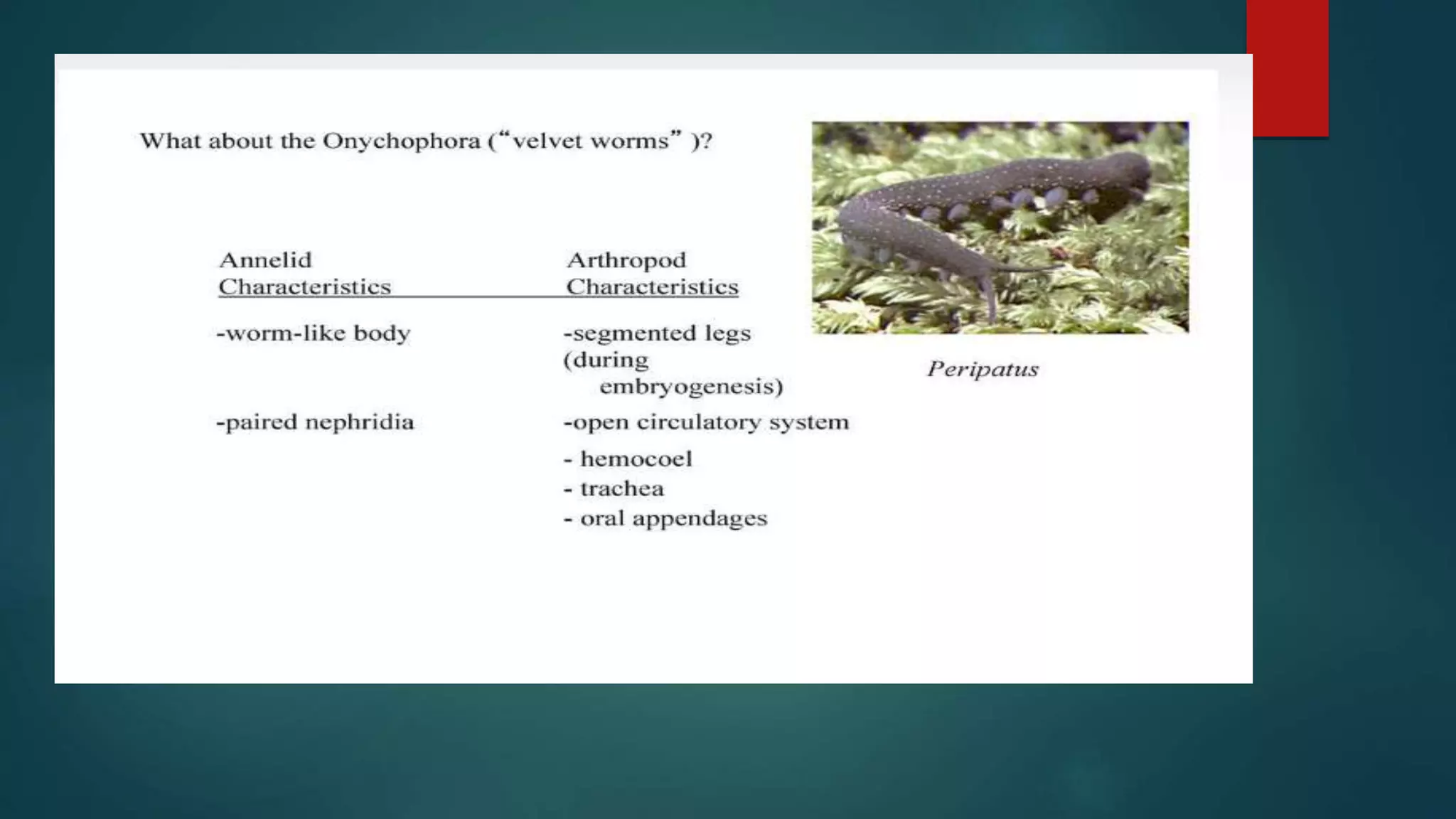 Evolutionary relationship of phylum Arthropda and class insecta | PPT