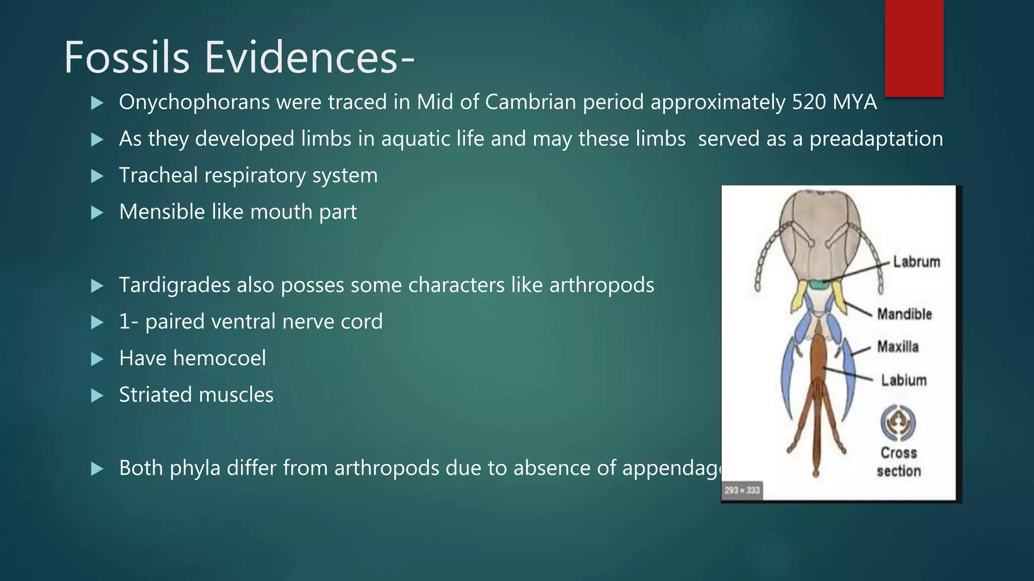 Evolutionary relationship of phylum Arthropda and class insecta | PPT