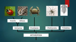 Evolutionary relationship of phylum Arthropda and class insecta | PPT