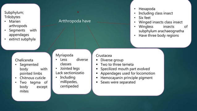 Evolutionary relationship of phylum Arthropda and class insecta | PPT