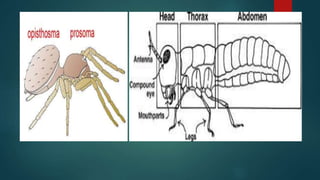 Evolutionary relationship of phylum Arthropda and class insecta | PPT