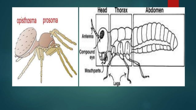 Evolutionary relationship of phylum Arthropda and class insecta | PPT