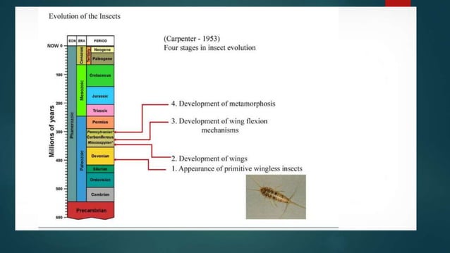 Evolutionary relationship of phylum Arthropda and class insecta | PPT