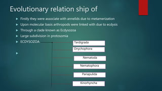 Evolutionary relationship of phylum Arthropda and class insecta | PPTX