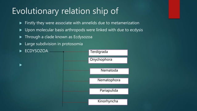 Evolutionary relationship of phylum Arthropda and class insecta | PPT