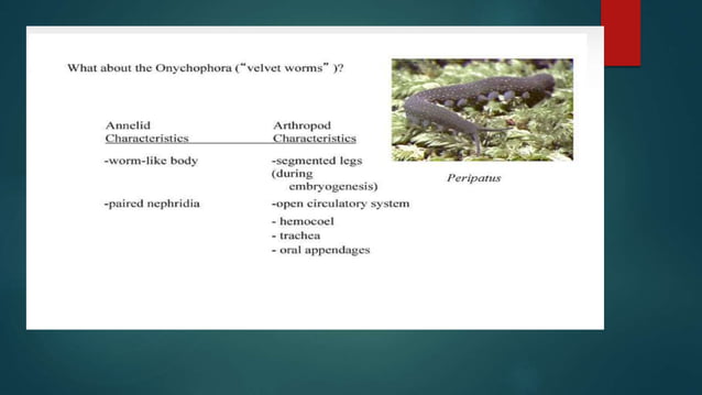 Evolutionary relationship of phylum Arthropda and class insecta | PPT